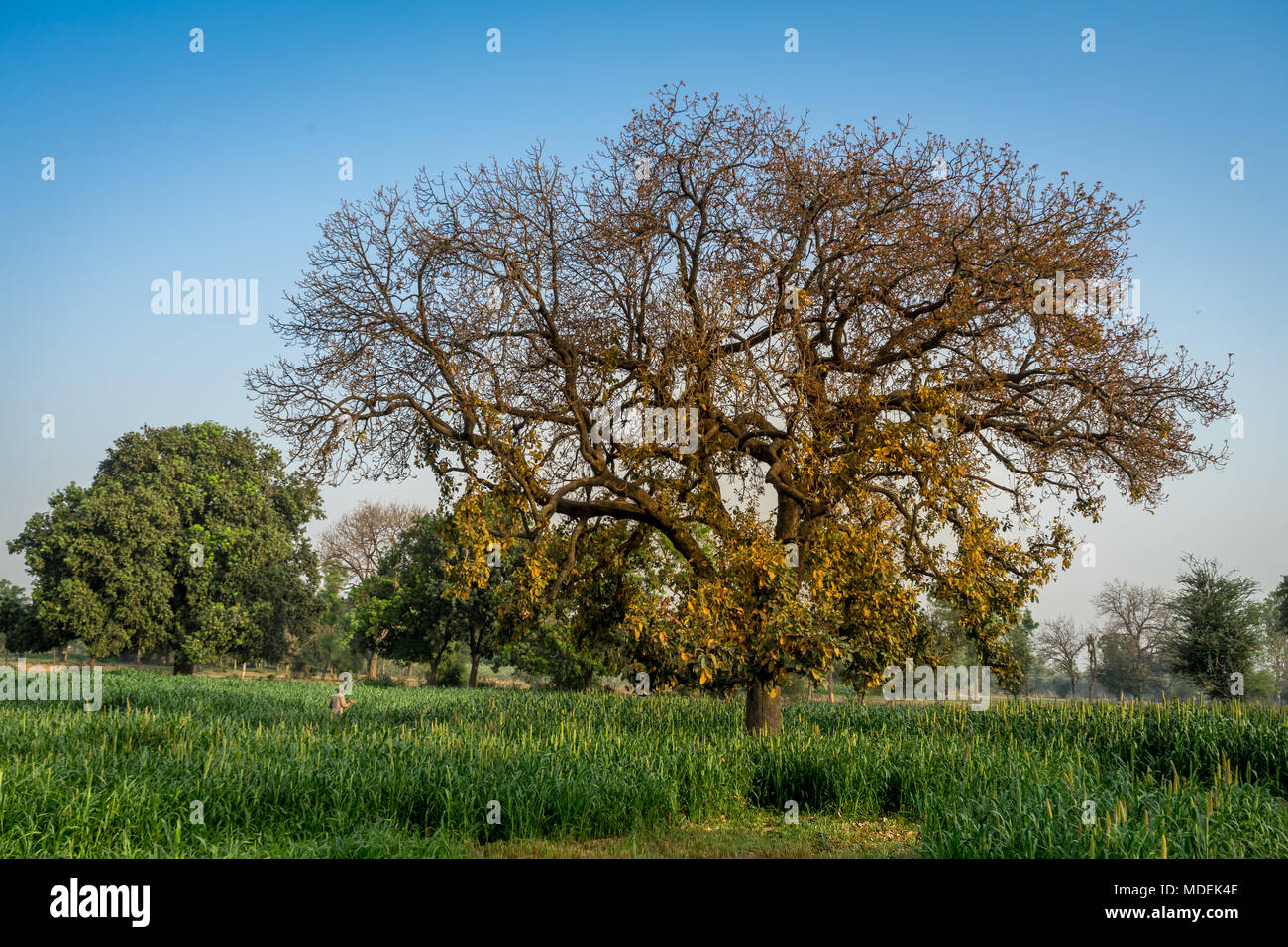 Spring in gujarat hi-res stock photography and images - Alamy