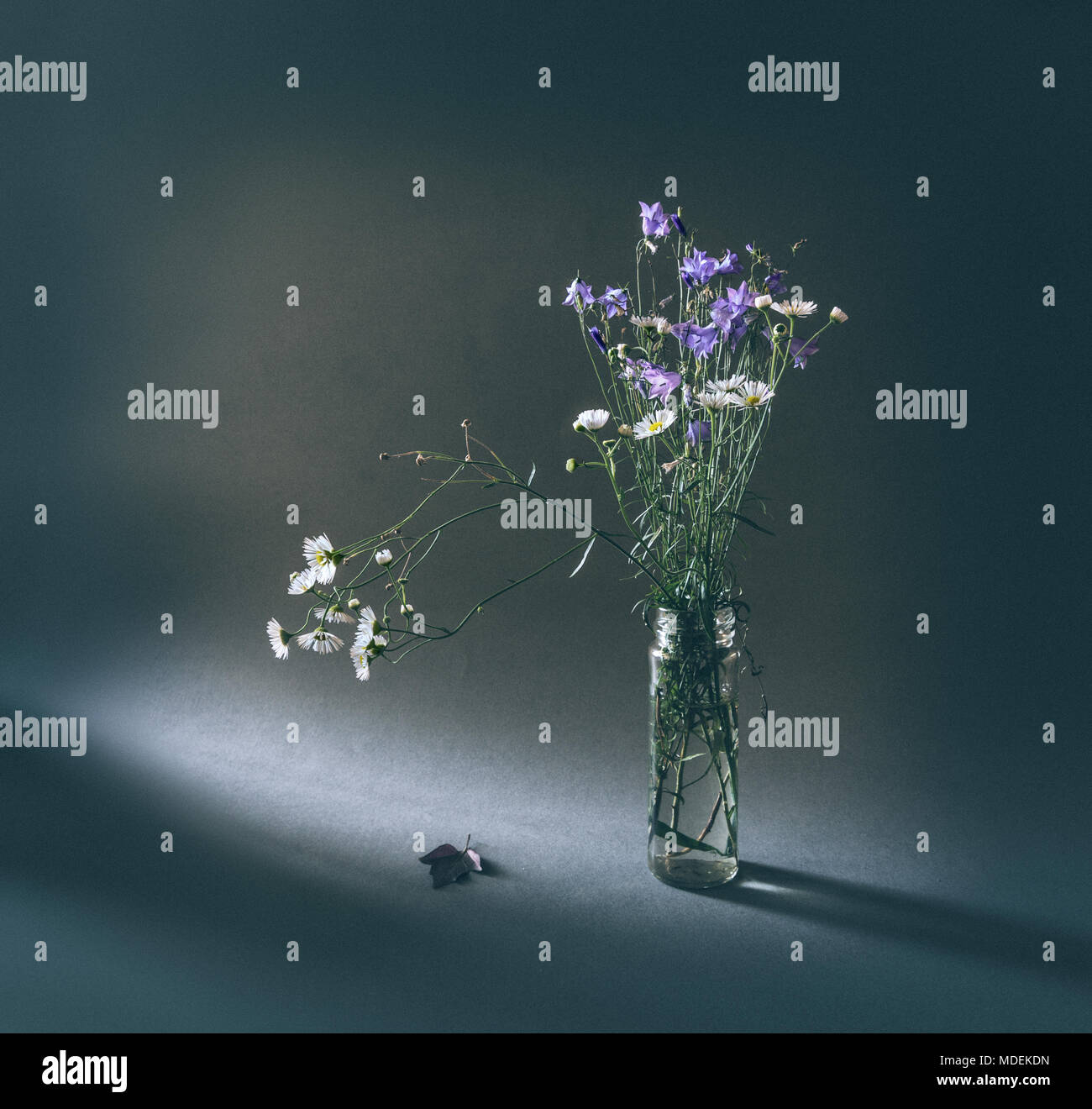 minimalism in still life. wildflowers Stock Photo - Alamy