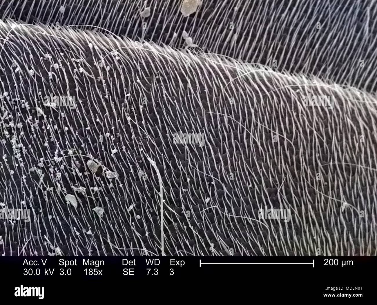 Western honeybee's (Apis mellifera) exoskeletal surface depicted in the ...