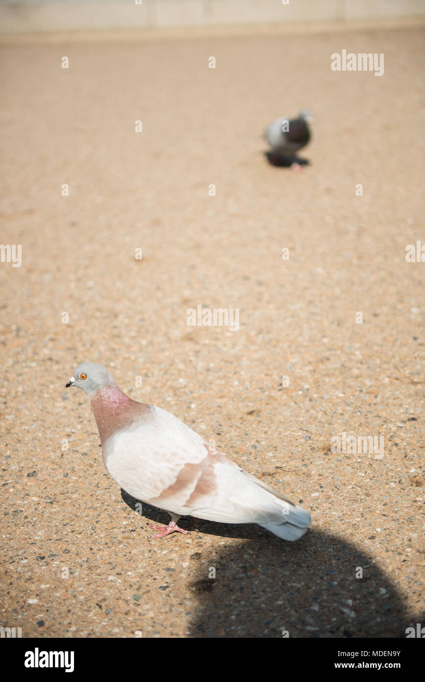 Citys dove hi-res stock photography and images - Alamy
