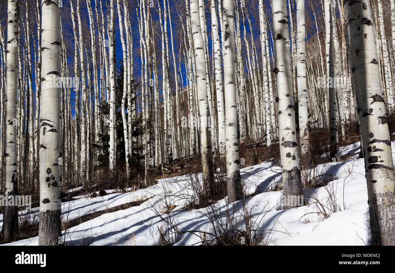 Aspen Trees bare trunks in winter, Castle Creek Road, Colorado Stock ...