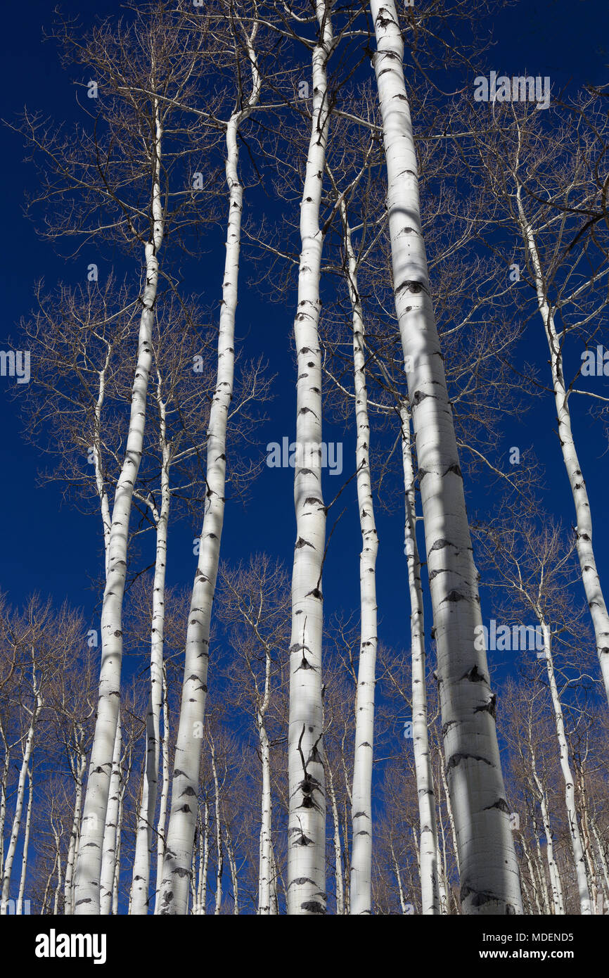 Aspen trees grove on Castle Creek Road, Colorado Stock Photo - Alamy
