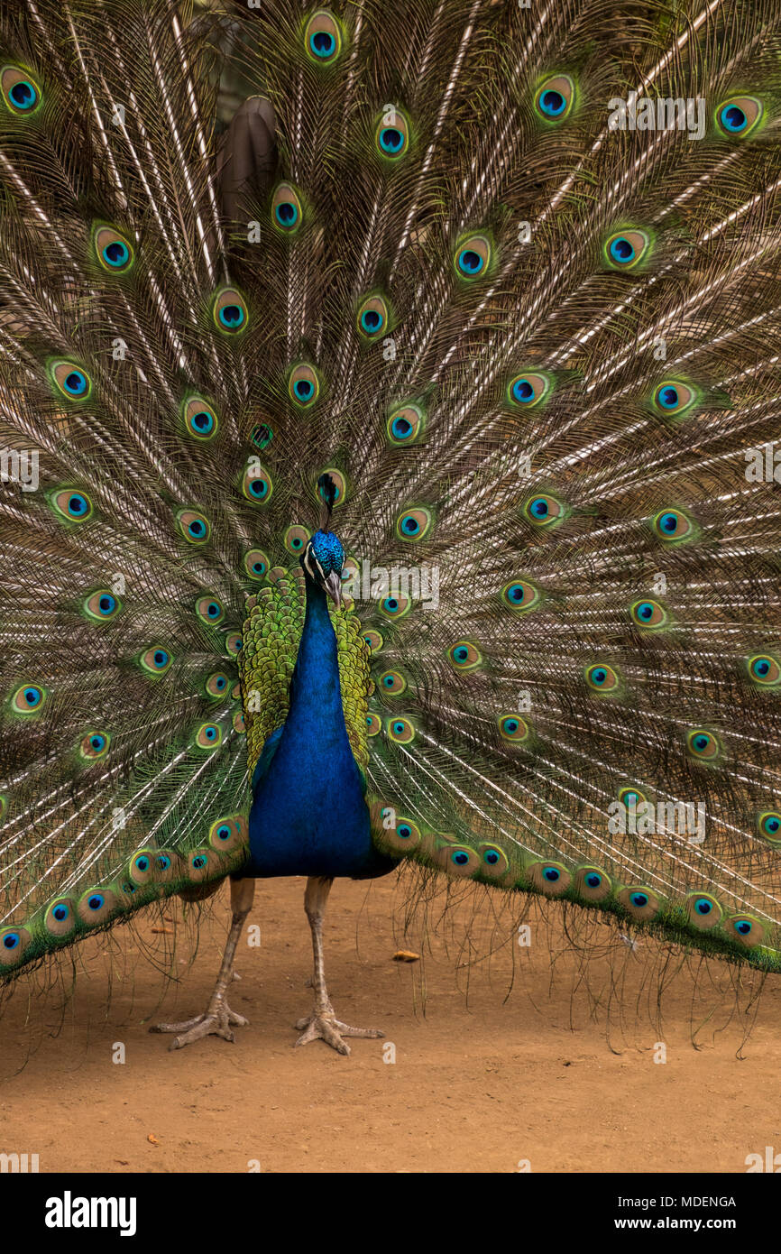 Peacock displaying its feathers in a fan shape as part of a courtship ...