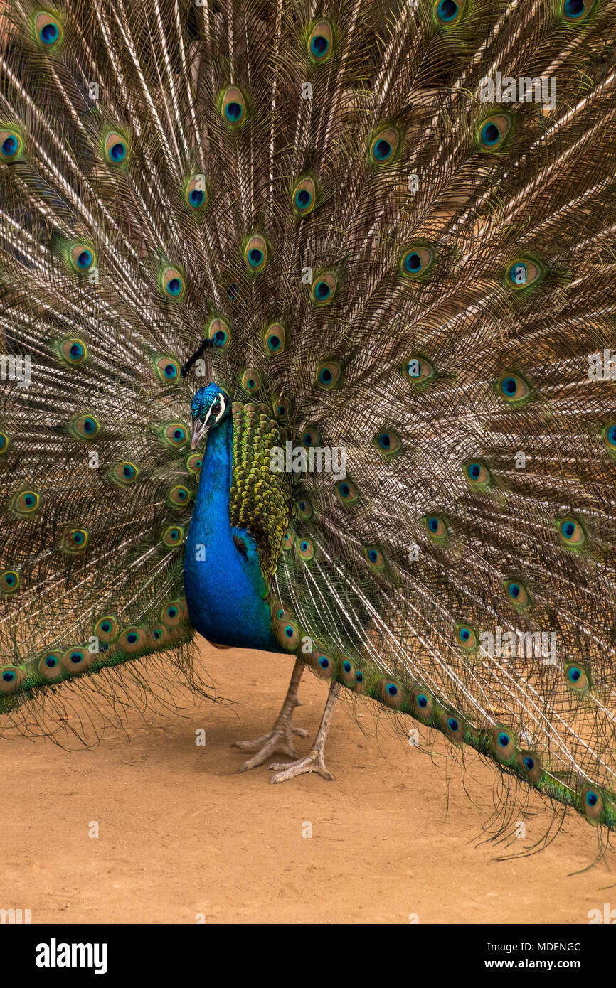 Peacock displaying its feathers in a fan shape as part of a courtship ...