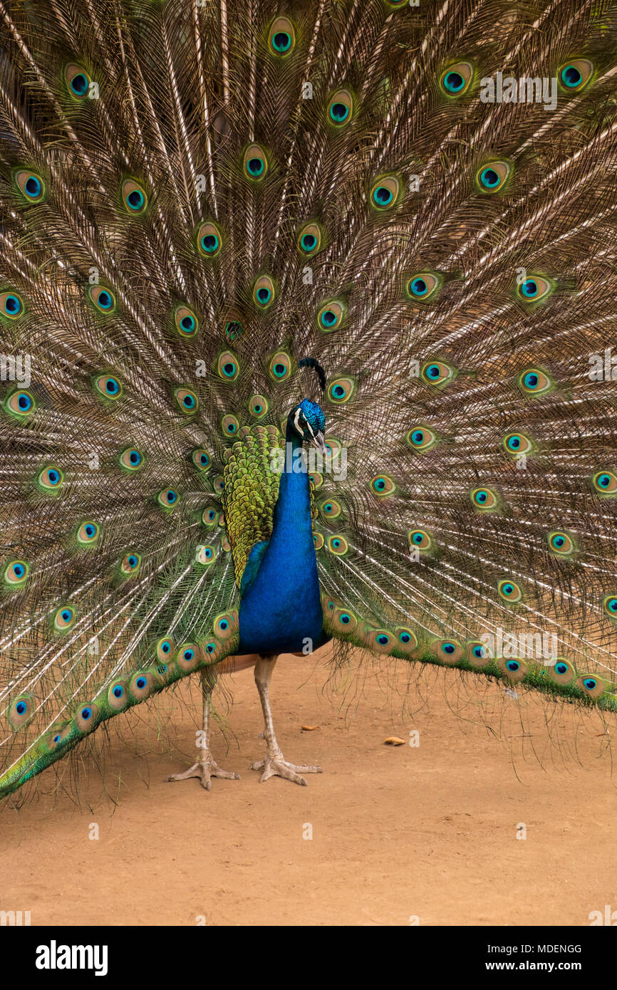 Peacock displaying its feathers in a fan shape as part of a courtship ...