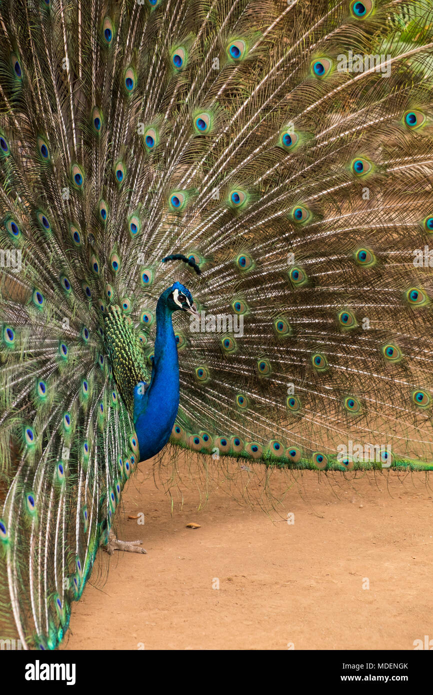 Peacock displaying its feathers in a fan shape as part of a courtship ...