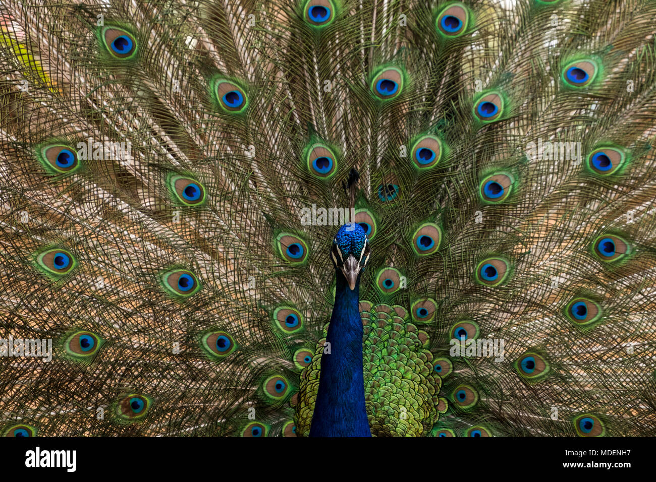 Peacock displaying its feathers in a fan shape as part of a courtship ...