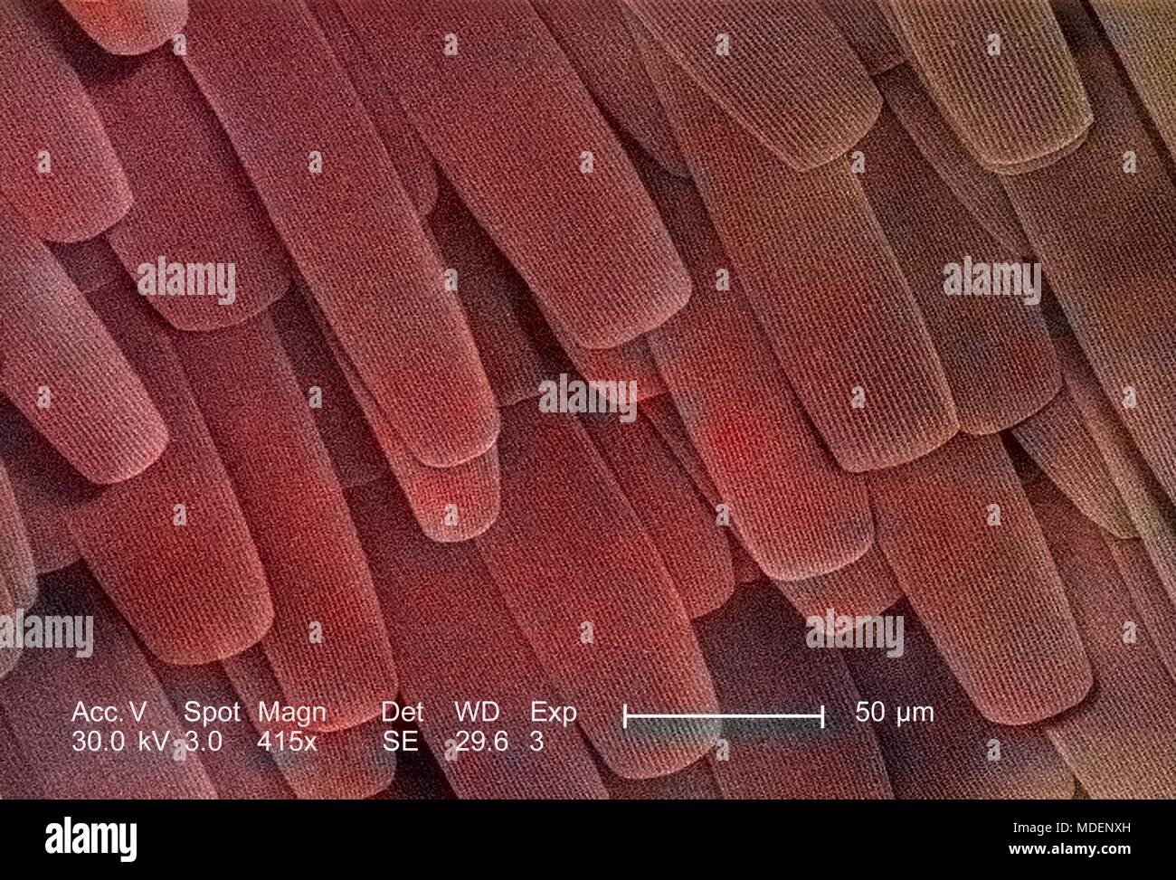 Surface insects hi-res stock photography and images - Alamy