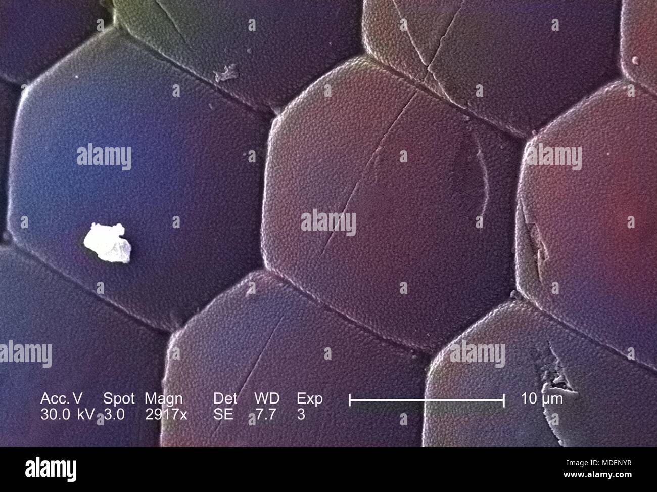 Western honeybee's (Apis mellifera) compound eye, depicted in the 2917x ...