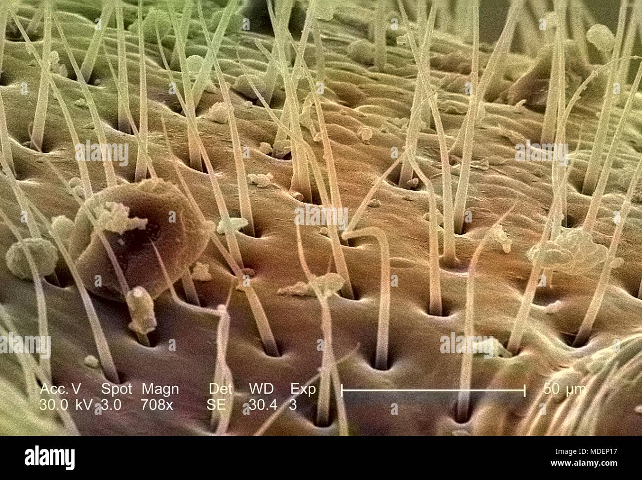 The chitinous exoskeleton of an insect hi-res stock photography and ...