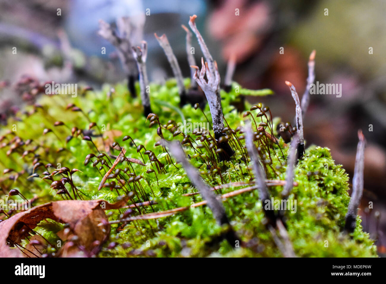 Moss sprouts and fungi Stock Photo - Alamy