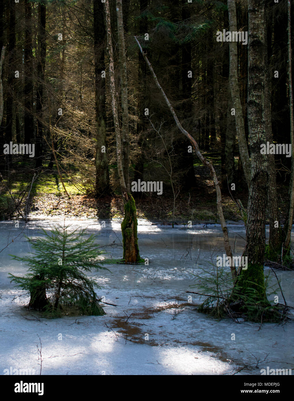 Water frozen in the forest Stock Photo - Alamy