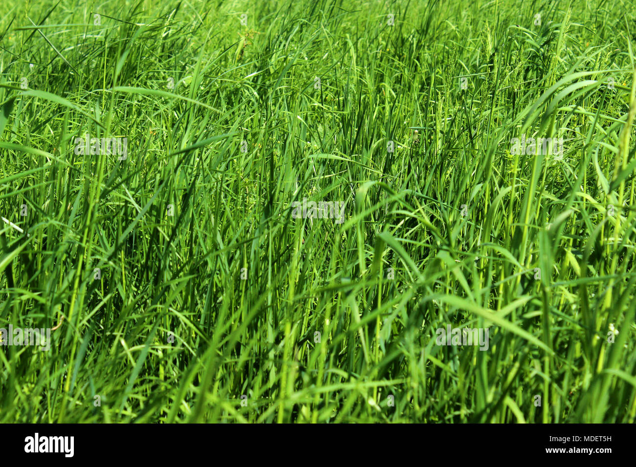 Tall grass swamp hi-res stock photography and images - Alamy