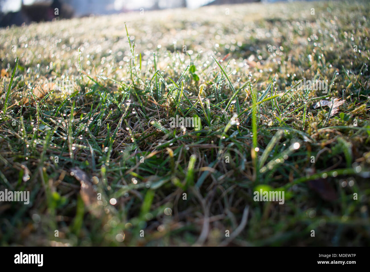 Morning sunshine grass hi-res stock photography and images - Alamy