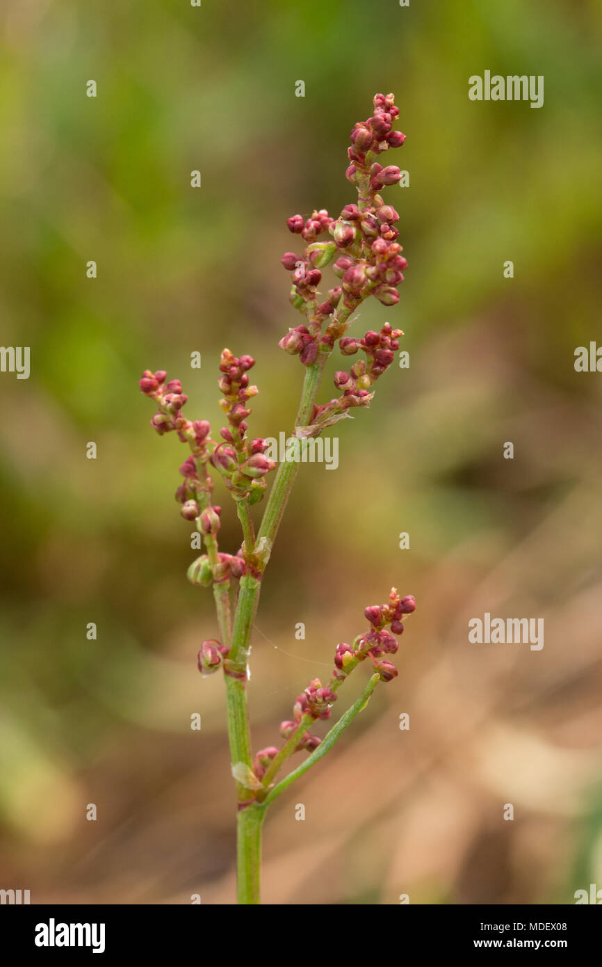 Sour weed hi-res stock photography and images - Alamy