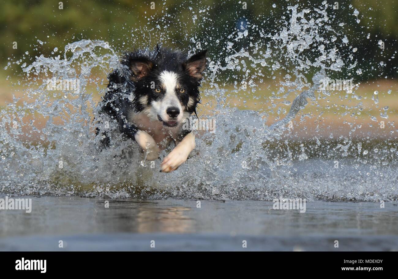 Photo Of Dog High Resolution Stock Photography and Images - Alamy
