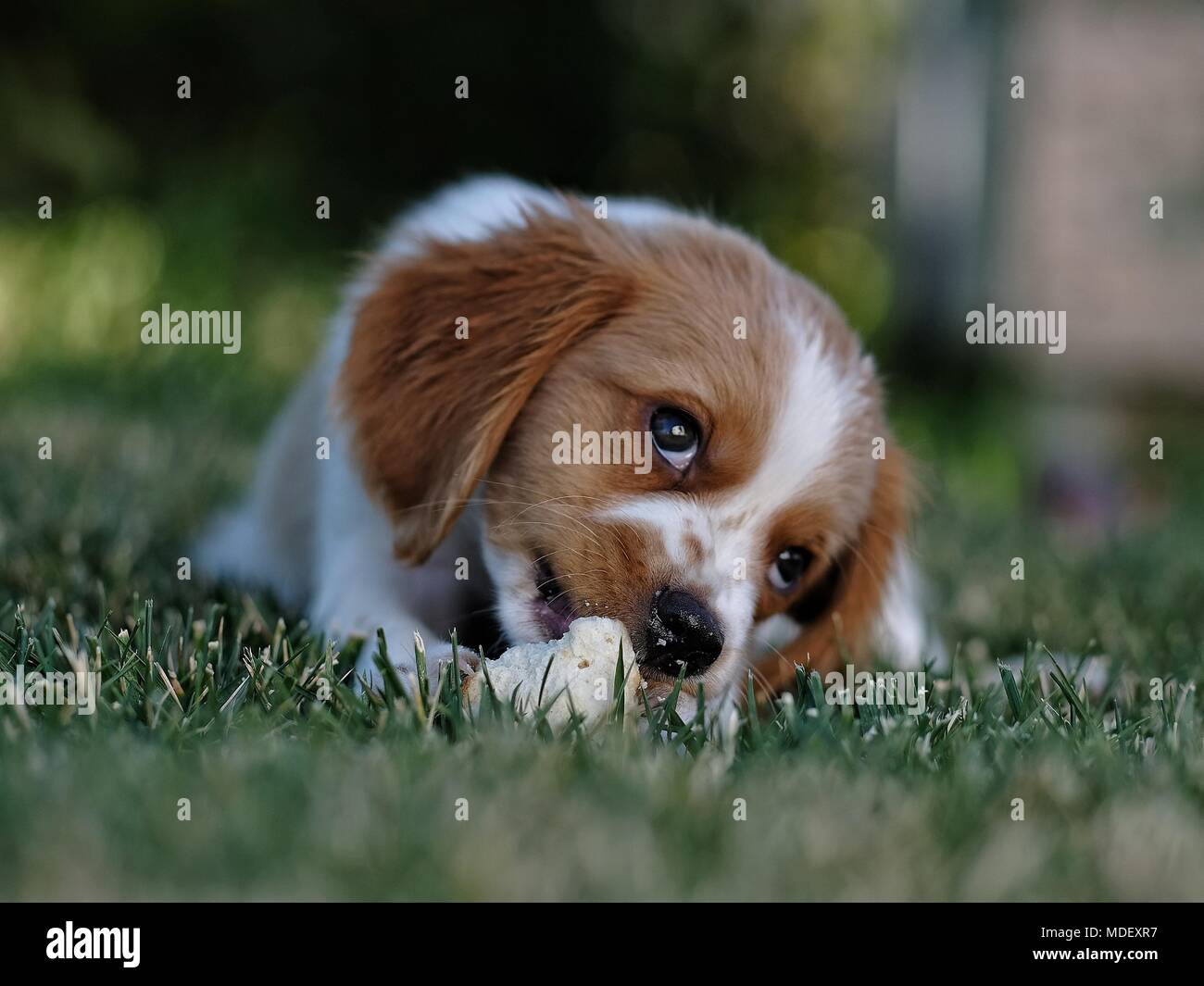 Photo Of Dog High Resolution Stock Photography and Images - Alamy