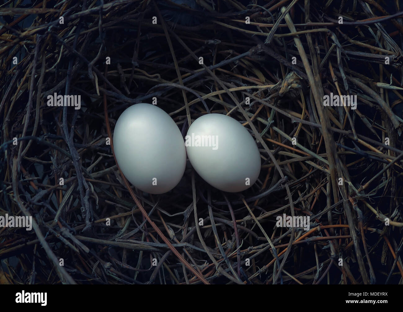 two bird eggs in hatching nest Stock Photo - Alamy