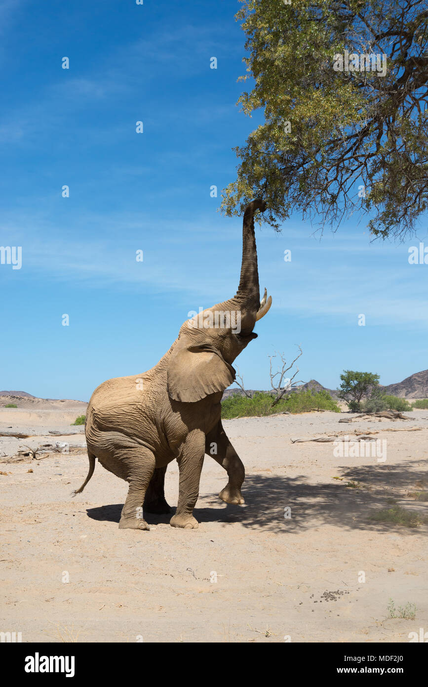 Charlie the Namibian Elephant Stock Photo - Alamy