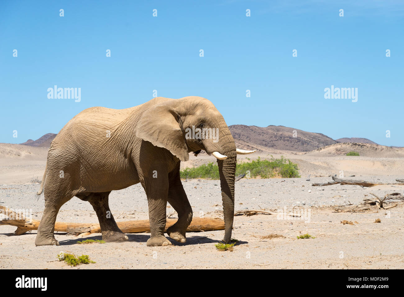 Charlie the Namibian Elephant Stock Photo - Alamy