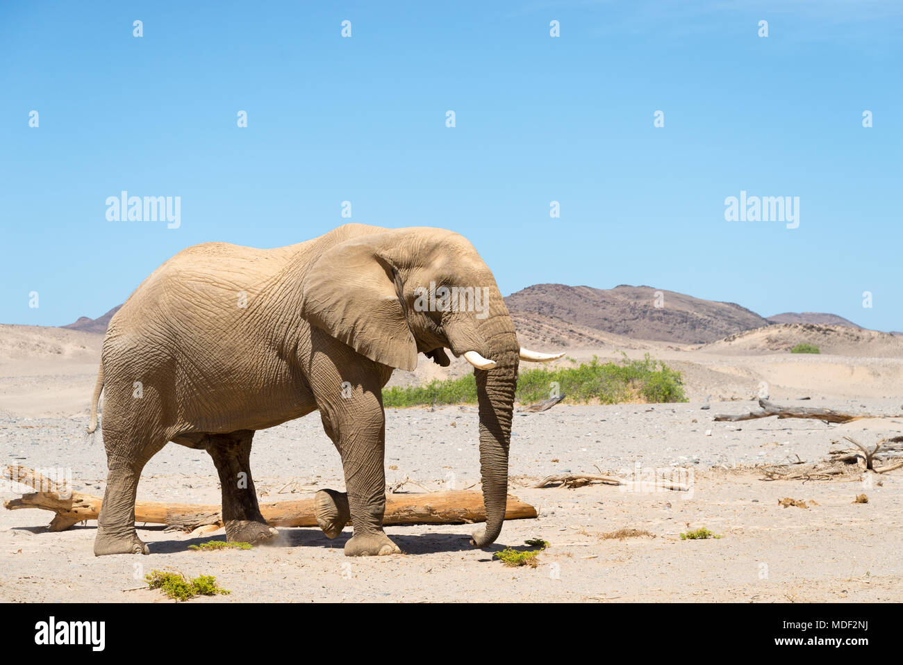 Charlie the Namibian Elephant Stock Photo - Alamy