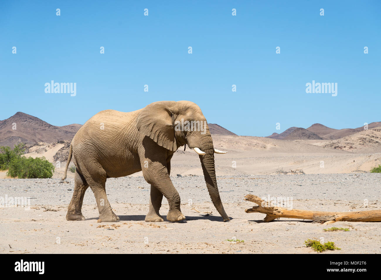 Charlie the Namibian Elephant Stock Photo - Alamy