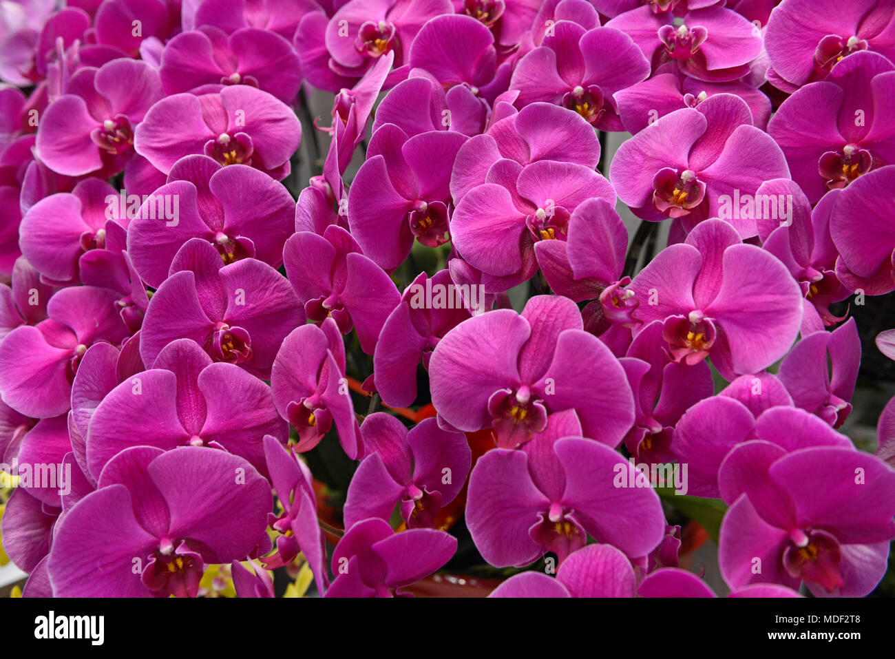 Orchids for sale at the plant market in Beijing, China Stock Photo - Alamy