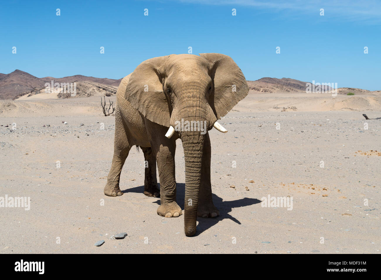Charlie the Namibian Elephant Stock Photo - Alamy