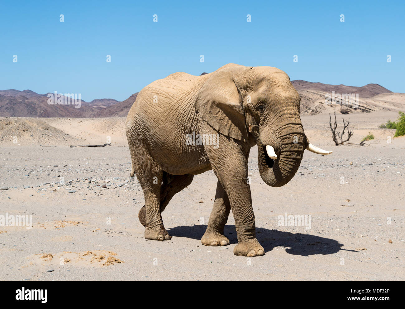 Charlie the Namibian Elephant Stock Photo - Alamy