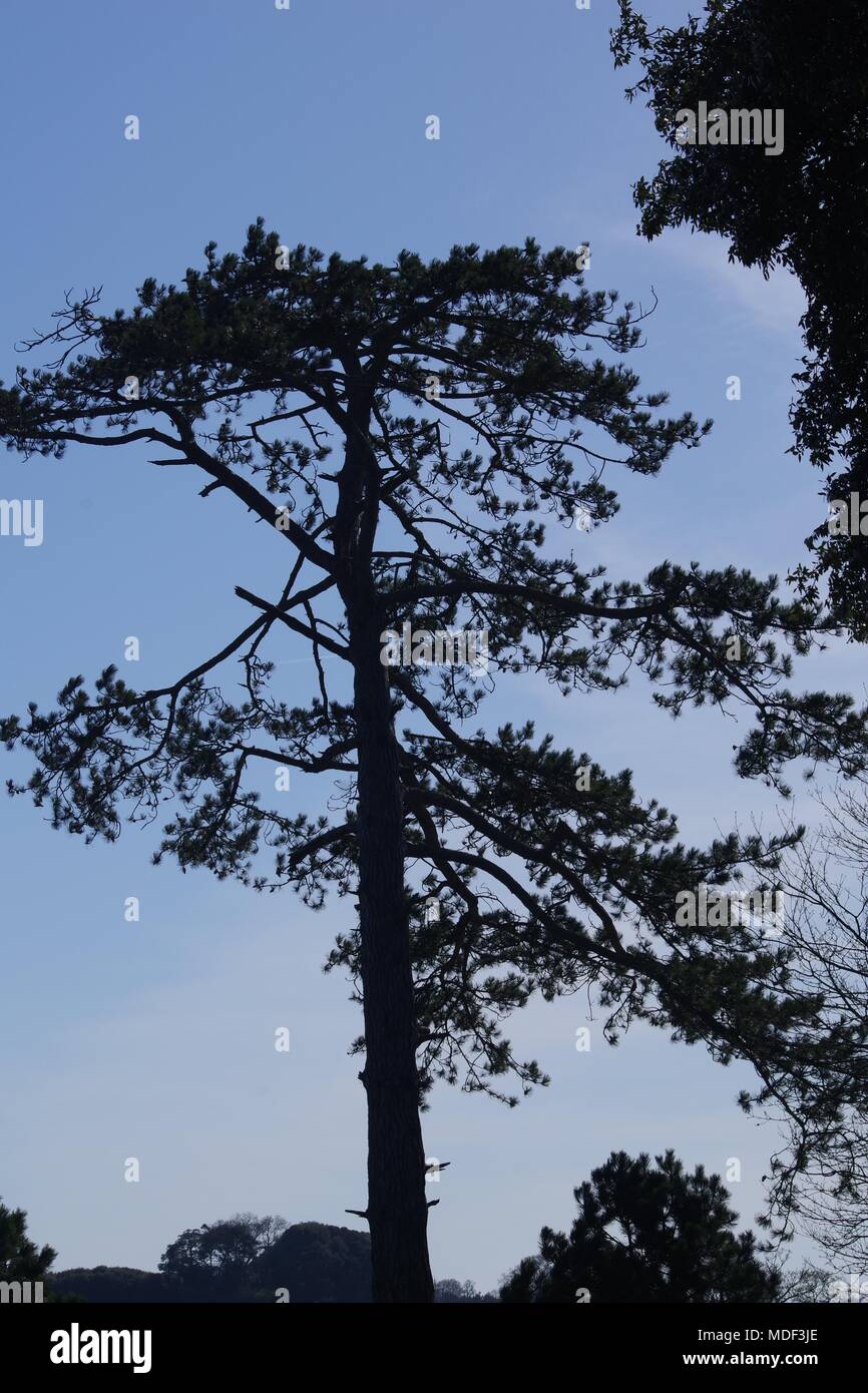 Twilight Silhouetted Pine Tree at Turf Lock, Exeter, Devon, UK. April ...