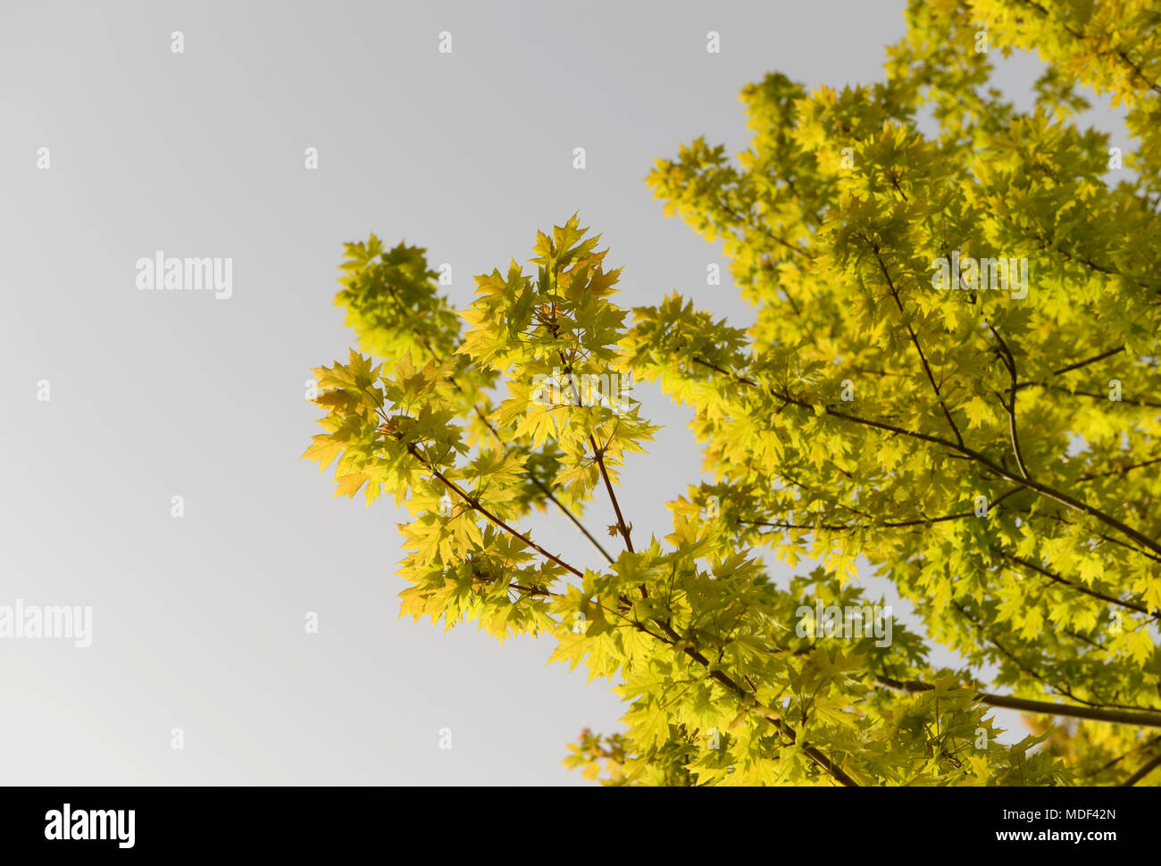 New leaves shoot from Acer tree branches in Beijing, China Stock Photo ...
