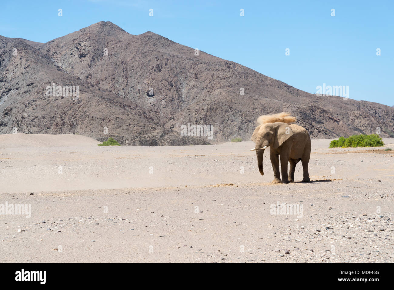 Charlie the Namibian Elephant Stock Photo - Alamy