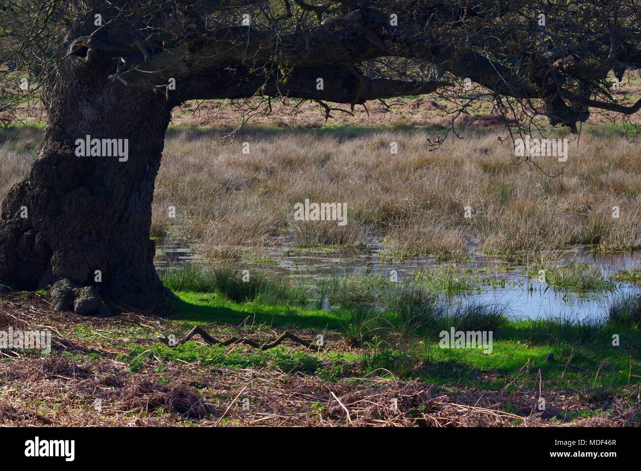 Mature English Oak Tree by a Wild Pond in Devon Farmland. Powderham ...