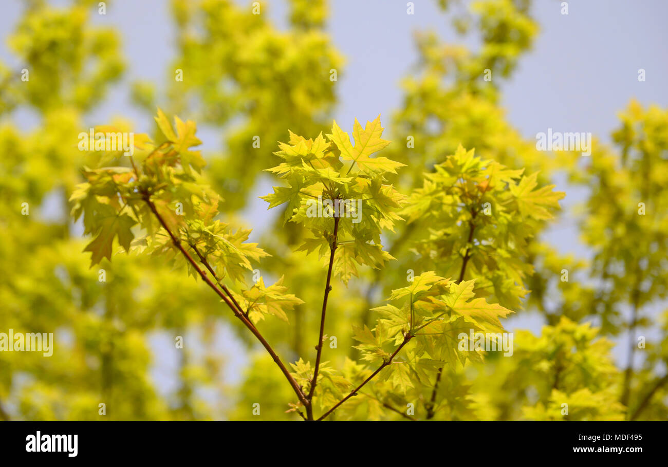 Maple leaves in china hi-res stock photography and images - Alamy