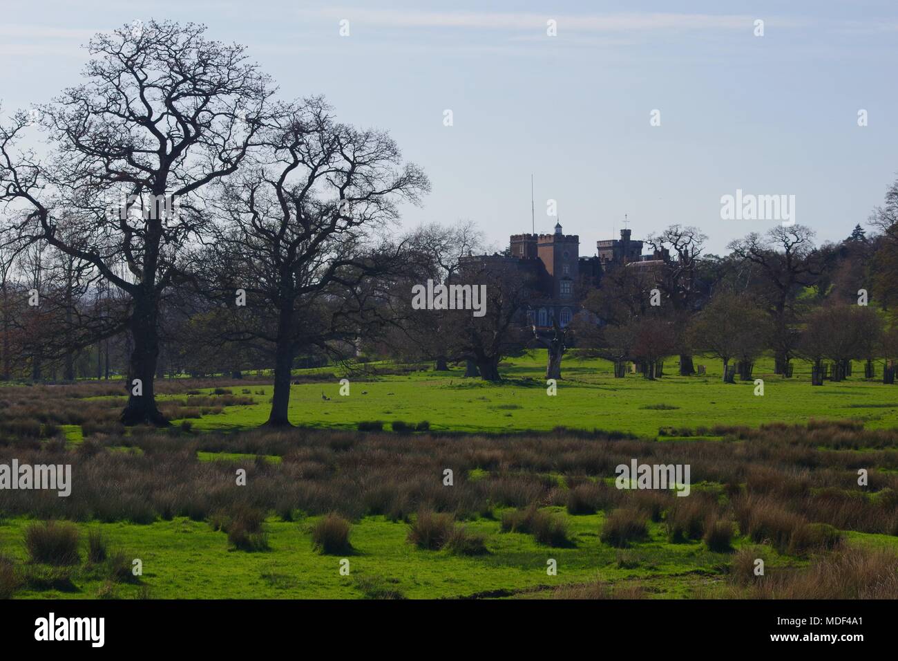 Powderham Castle beyond Open Oak Wooded Parkland. Powderham Estate ...