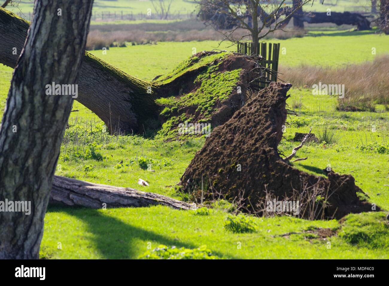 Fallen Oak Tree, Ripped up Mud, and Pine Tree among Vibrant Green ...