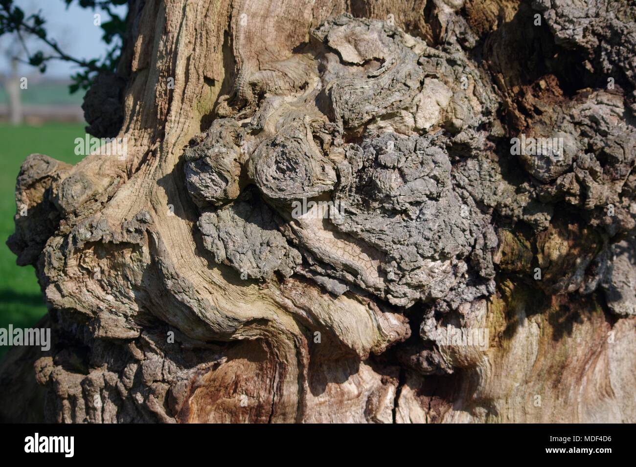 Gnarly Textured Dead Oak Tree Trunk. natural Background. Powderham ...