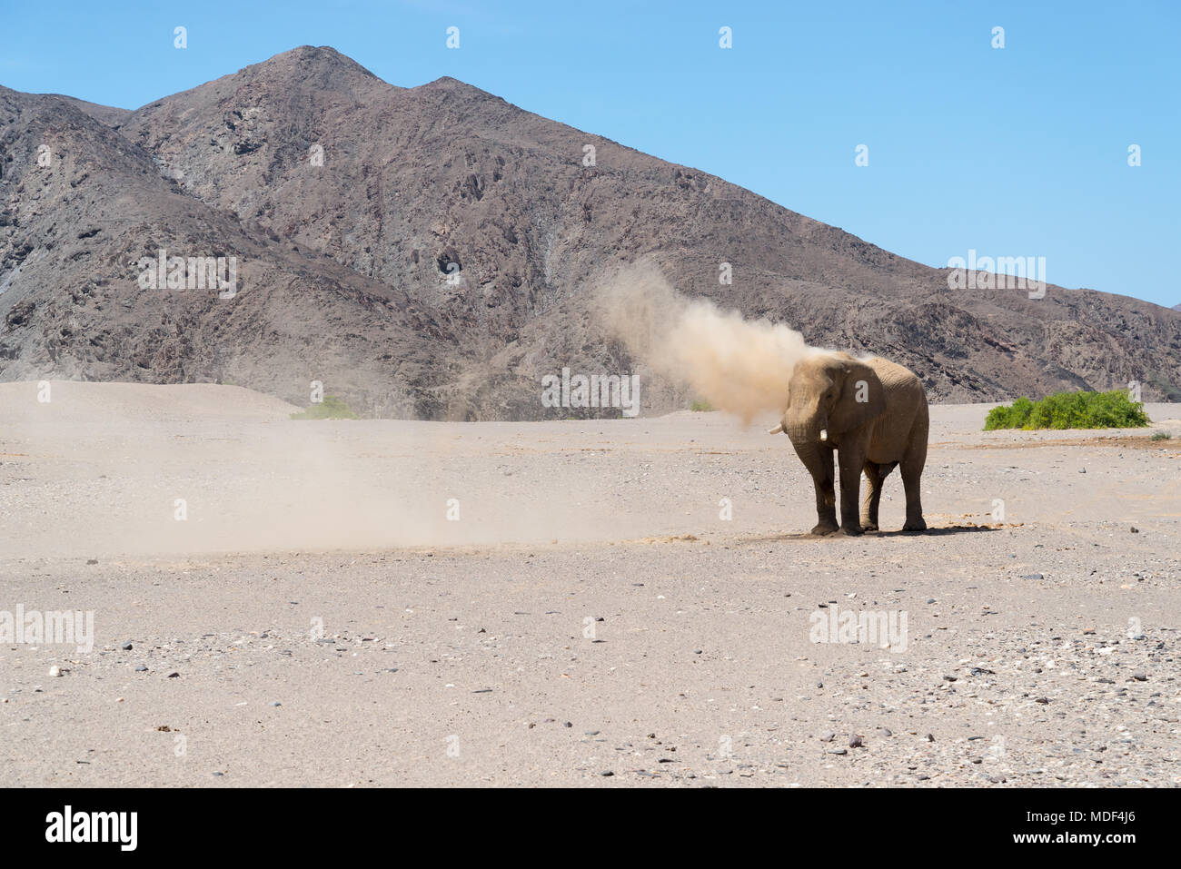 Charlie the Namibian Elephant Stock Photo - Alamy