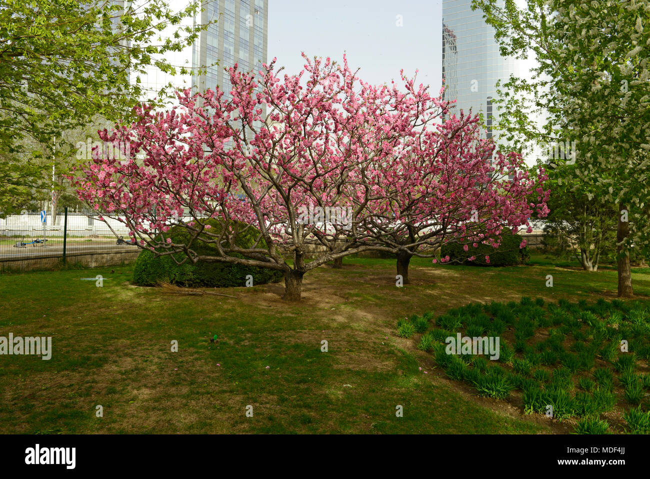 Flowering cherry tree in full bloom in Beijing, China Stock Photo - Alamy