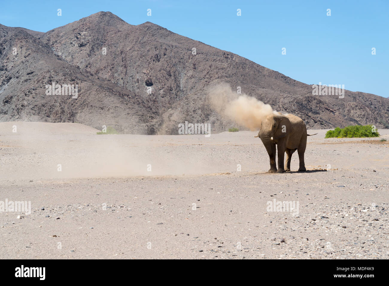 Charlie the Namibian Elephant Stock Photo - Alamy
