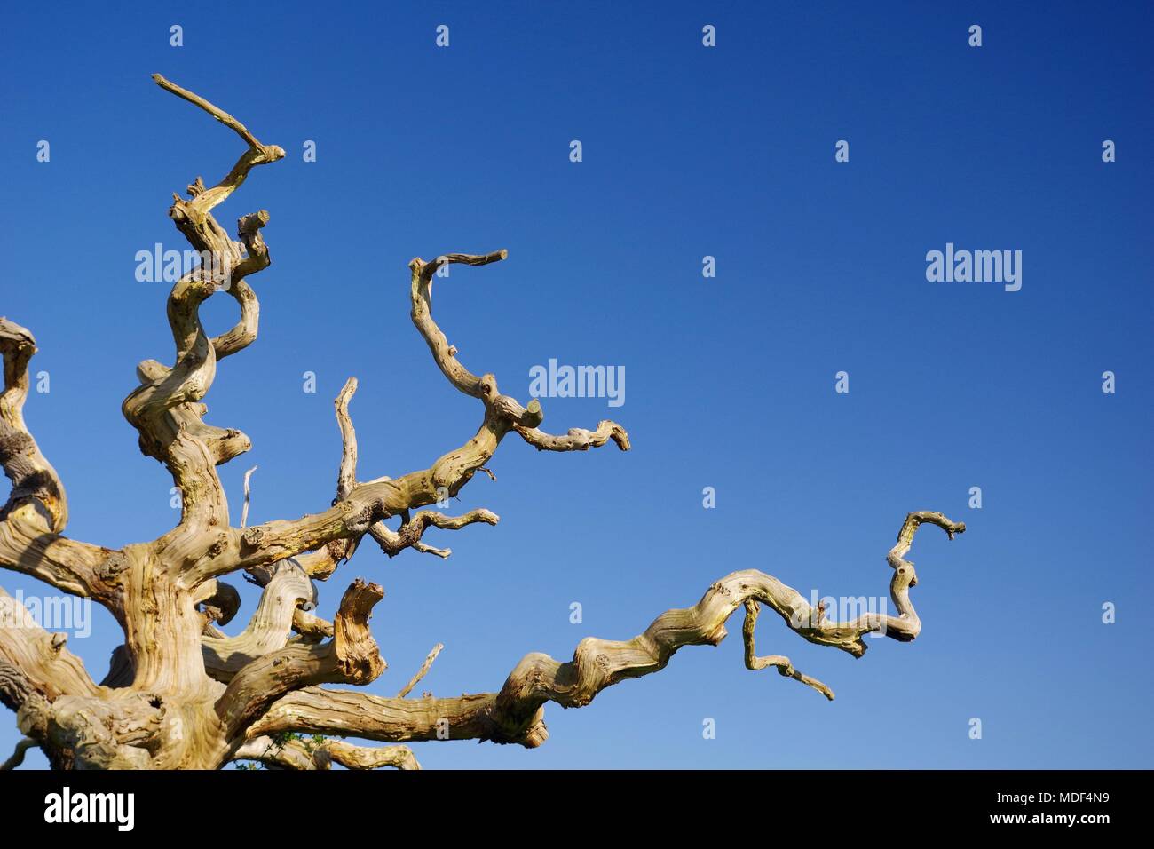Ancient Dead Gnarled In-Field Oak Tree against a Blue Sky. Powderham ...