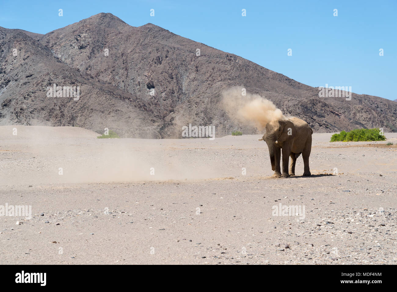 Charlie the Namibian Elephant Stock Photo - Alamy