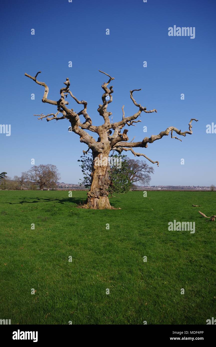 Ancient Dead Gnarled In-Field Oak Tree against a Blue Sky. Powderham ...