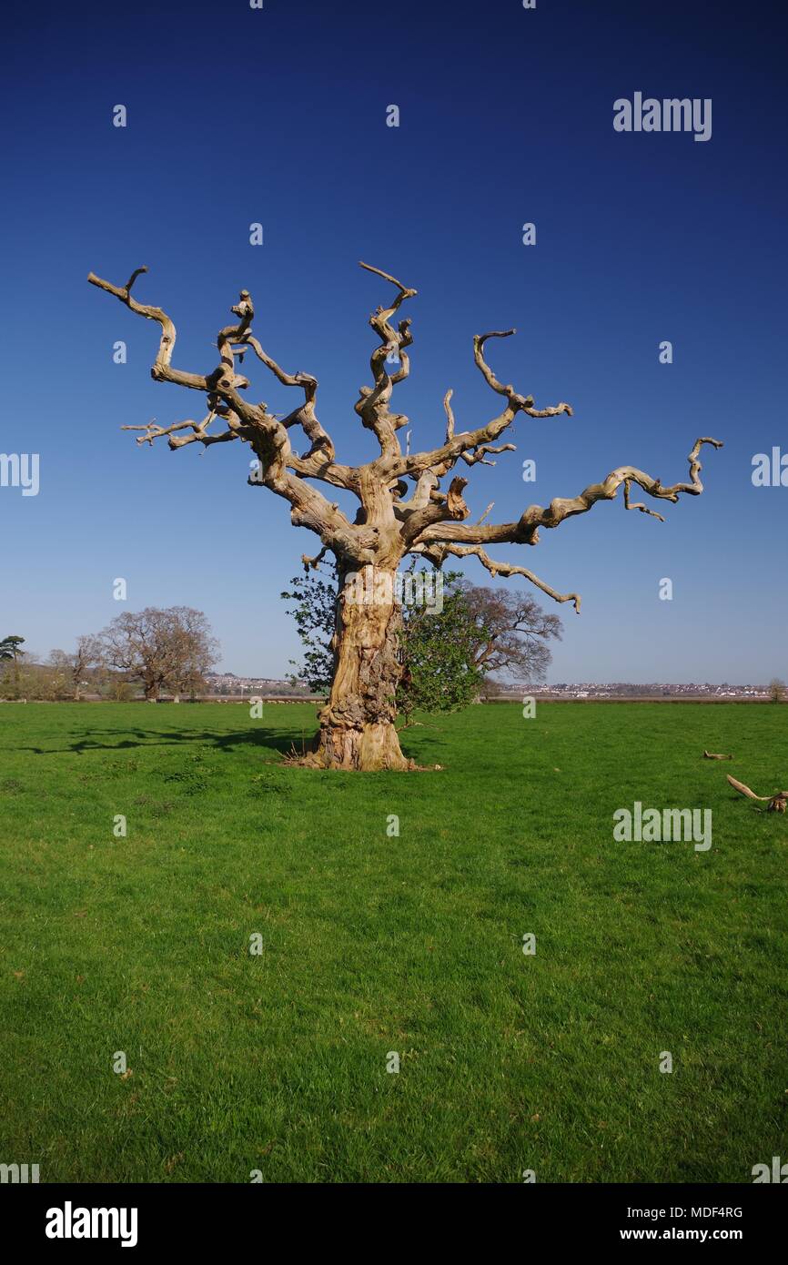 Ancient Dead Gnarled In-Field Oak Tree against a Blue Sky. Powderham ...