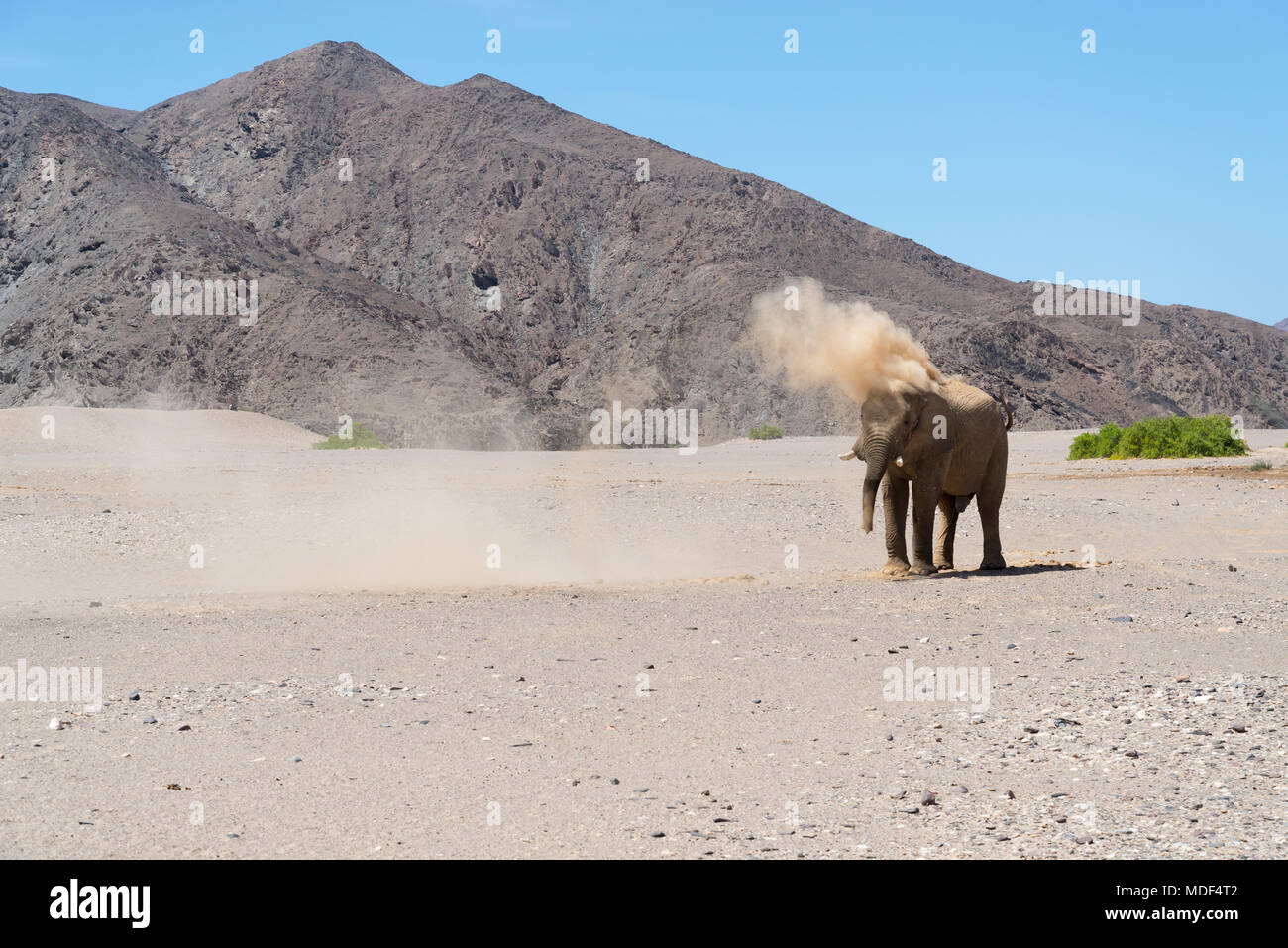 Charlie the Namibian Elephant Stock Photo - Alamy
