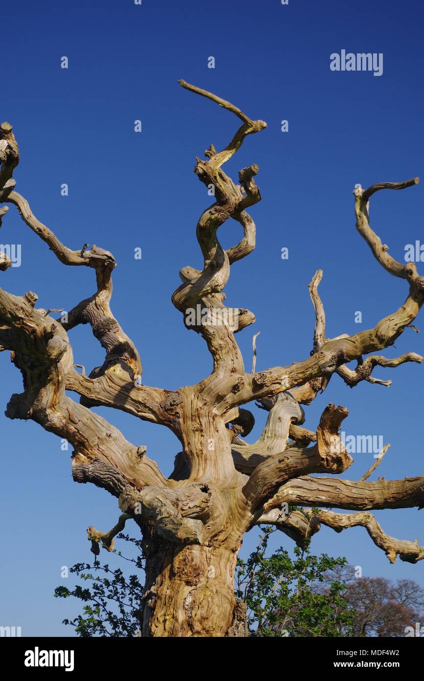 English oak against blue april sky hi-res stock photography and images ...