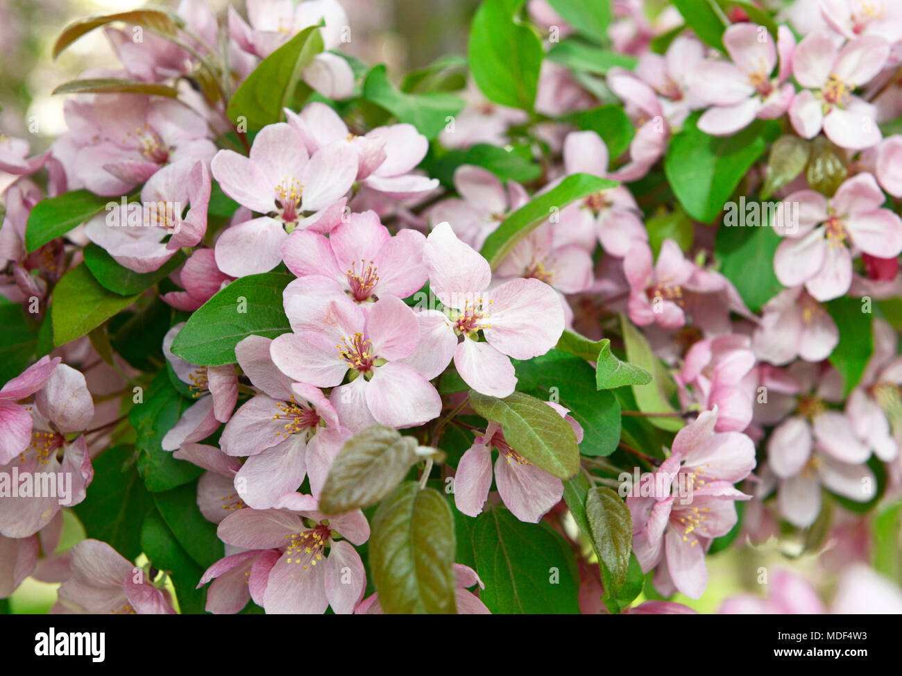 Flowering cherry tree in full bloom in Beijing, China Stock Photo - Alamy