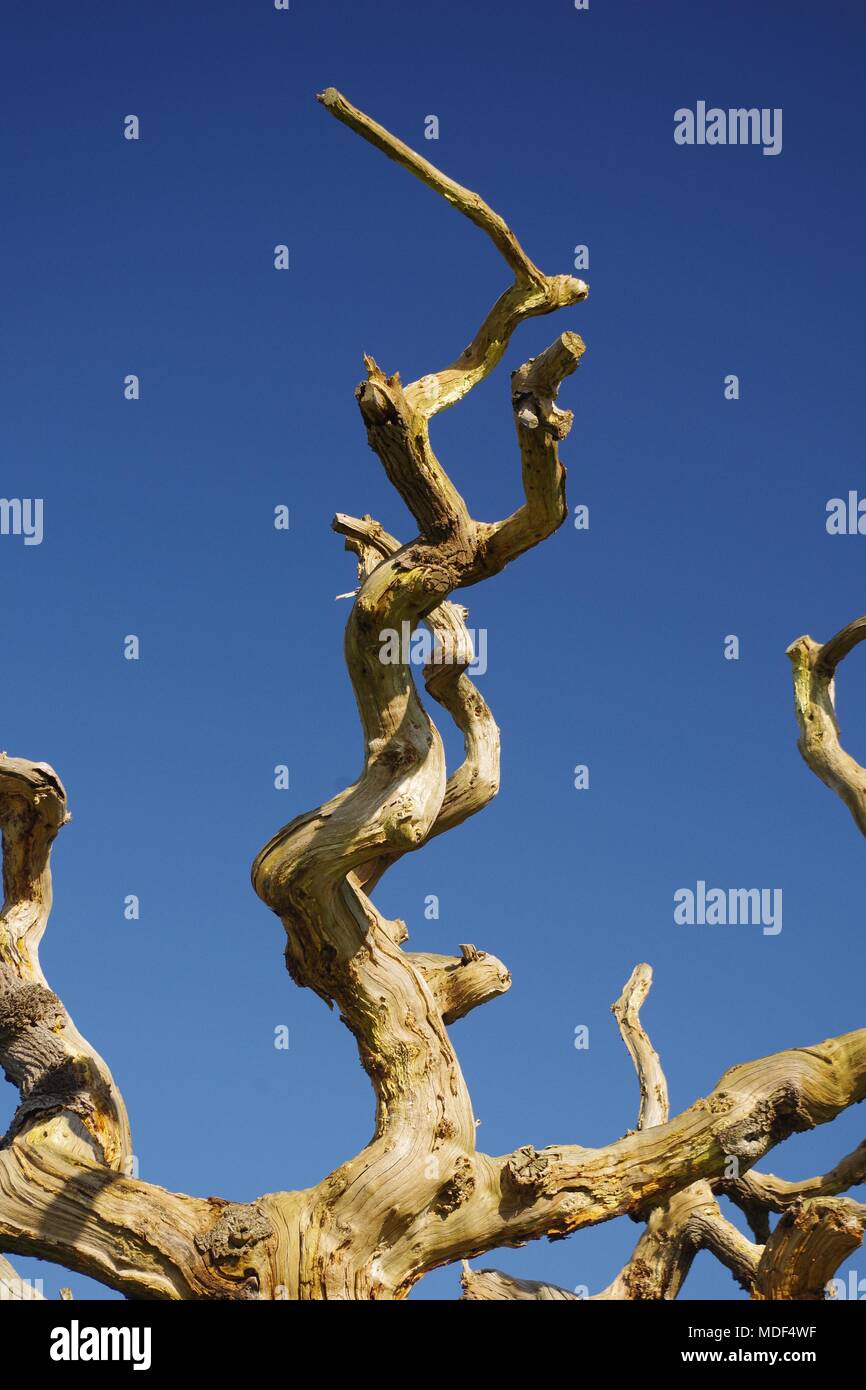 Ancient Dead Gnarled In-Field Oak Tree against a Blue Sky. Powderham ...