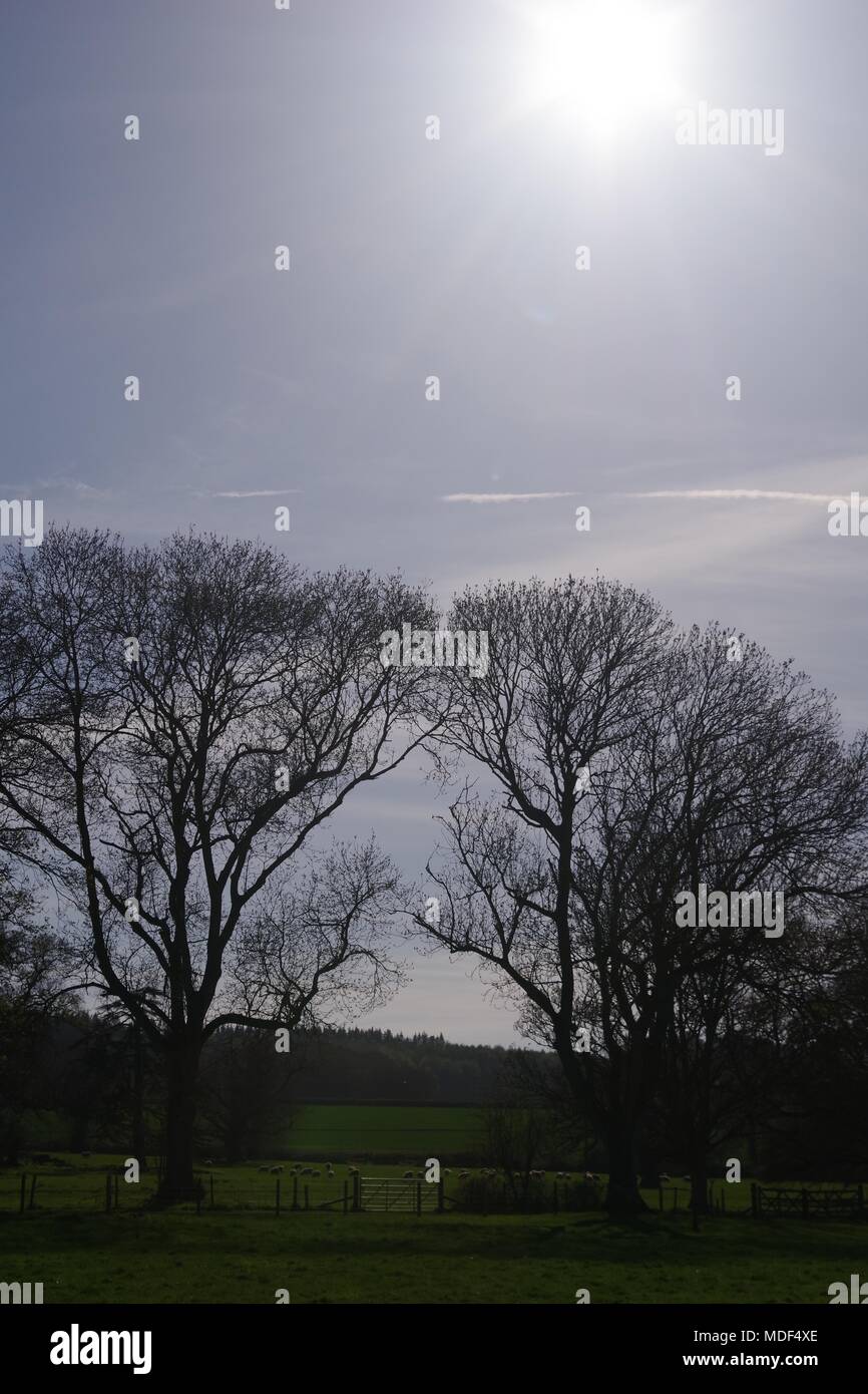 Silhouetted Leafless Ash Trees on a Sunny Spring Day in Devon Farmland ...
