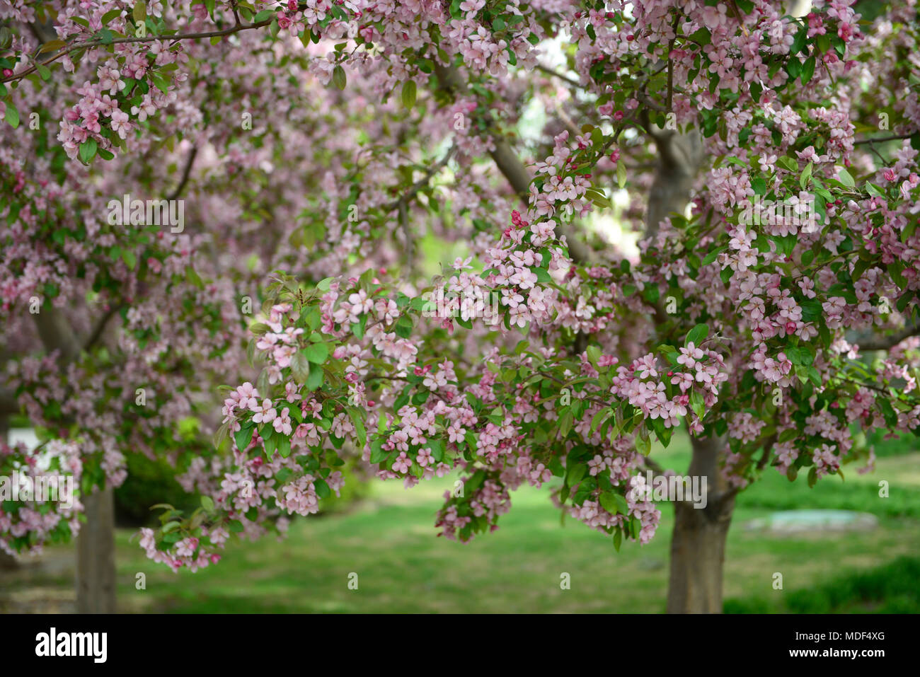 Flowering cherry tree in full bloom in Beijing, China Stock Photo - Alamy